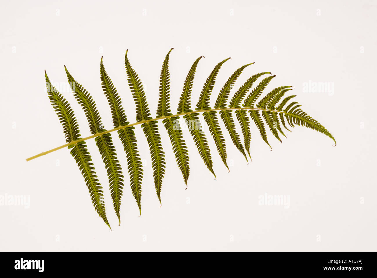 Fern close Cut Out Stock Images & Pictures - Alamy