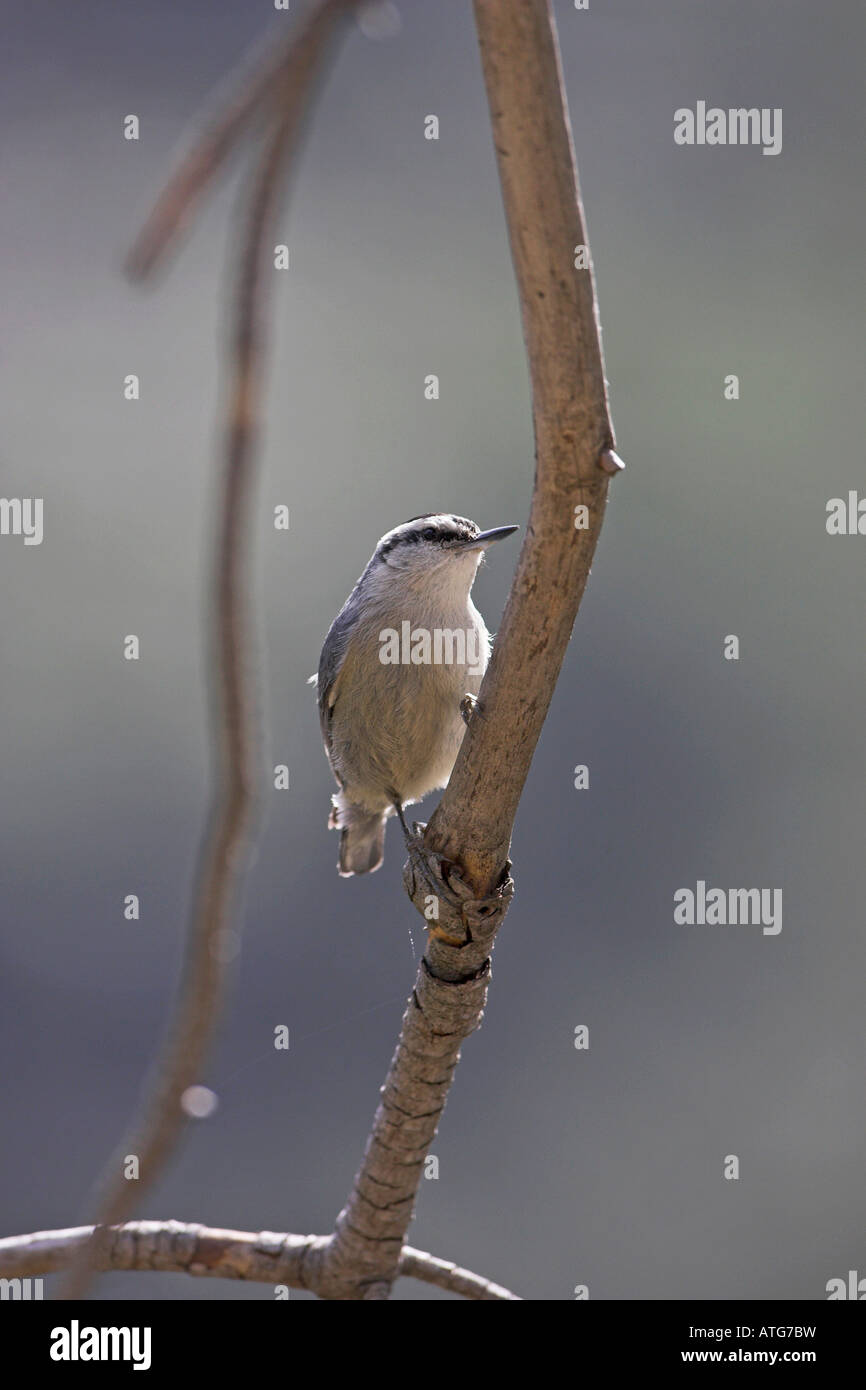 Corsican nuthatch pine hi-res stock photography and images - Alamy