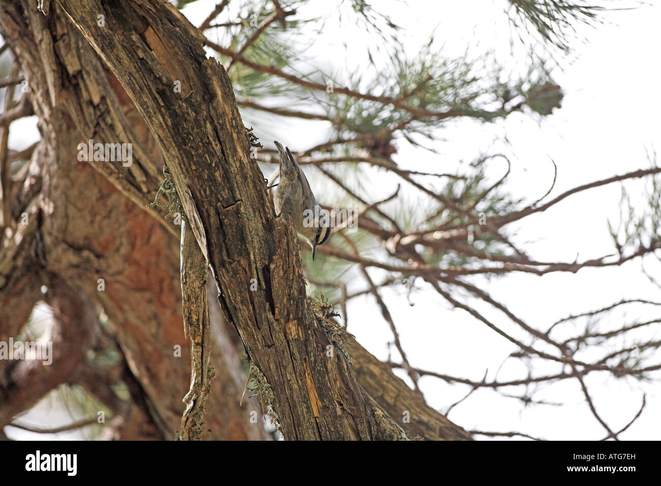 Corsican nuthatch pine hi-res stock photography and images - Alamy