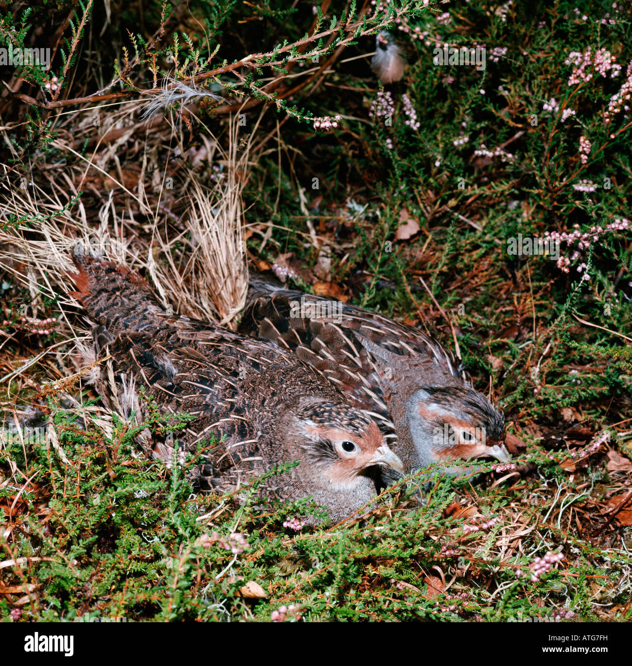Juvenile grey partridge hi-res stock photography and images - Alamy