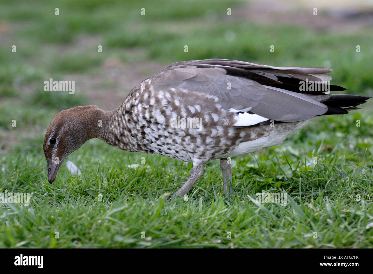 Australian Wood Duck Stock Photo - Alamy