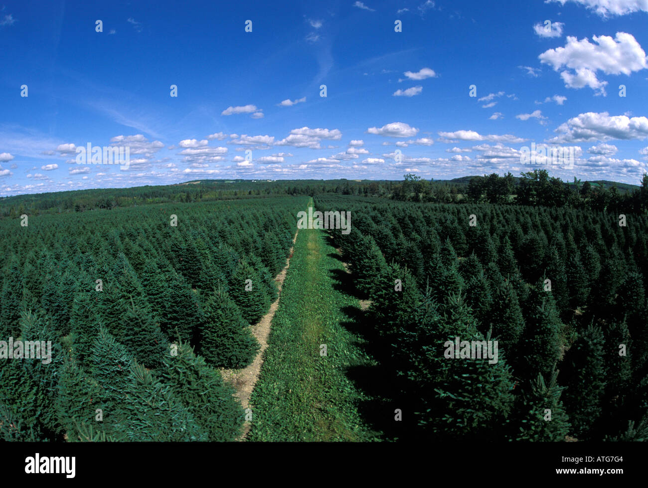 Stock image of Christmas tree farm in New Brunswick Canada Stock Photo ...
