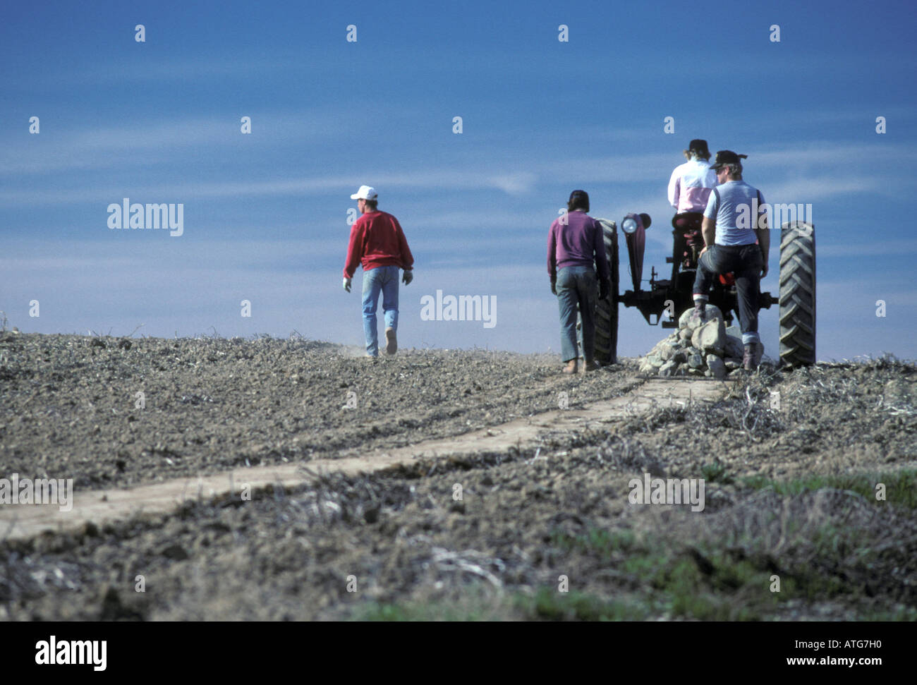 Stock image of farm workers picking rocks in a potato field Stock Photo ...