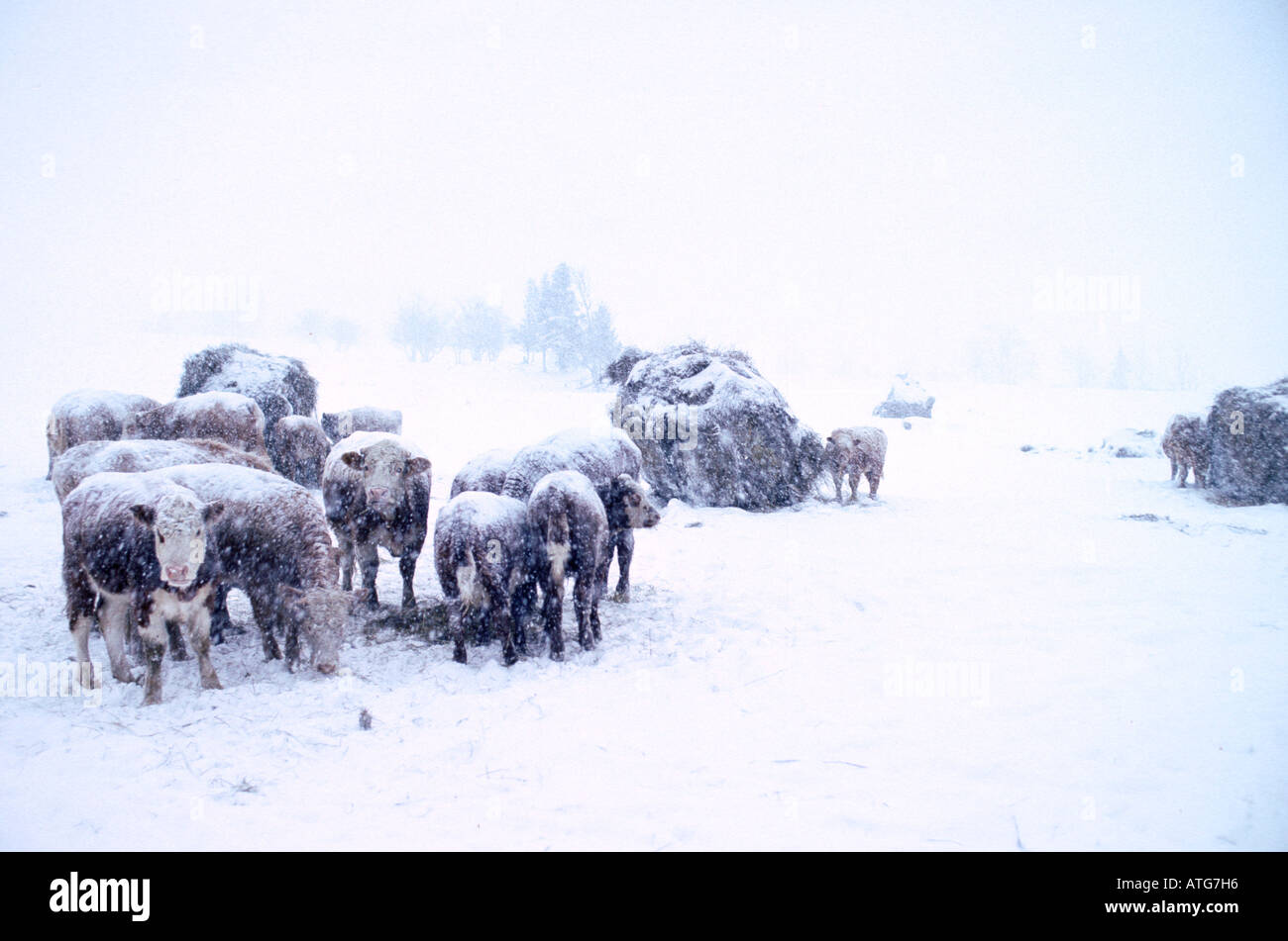 beef cattle huddled together during winter blizzard in New Brunswick ...