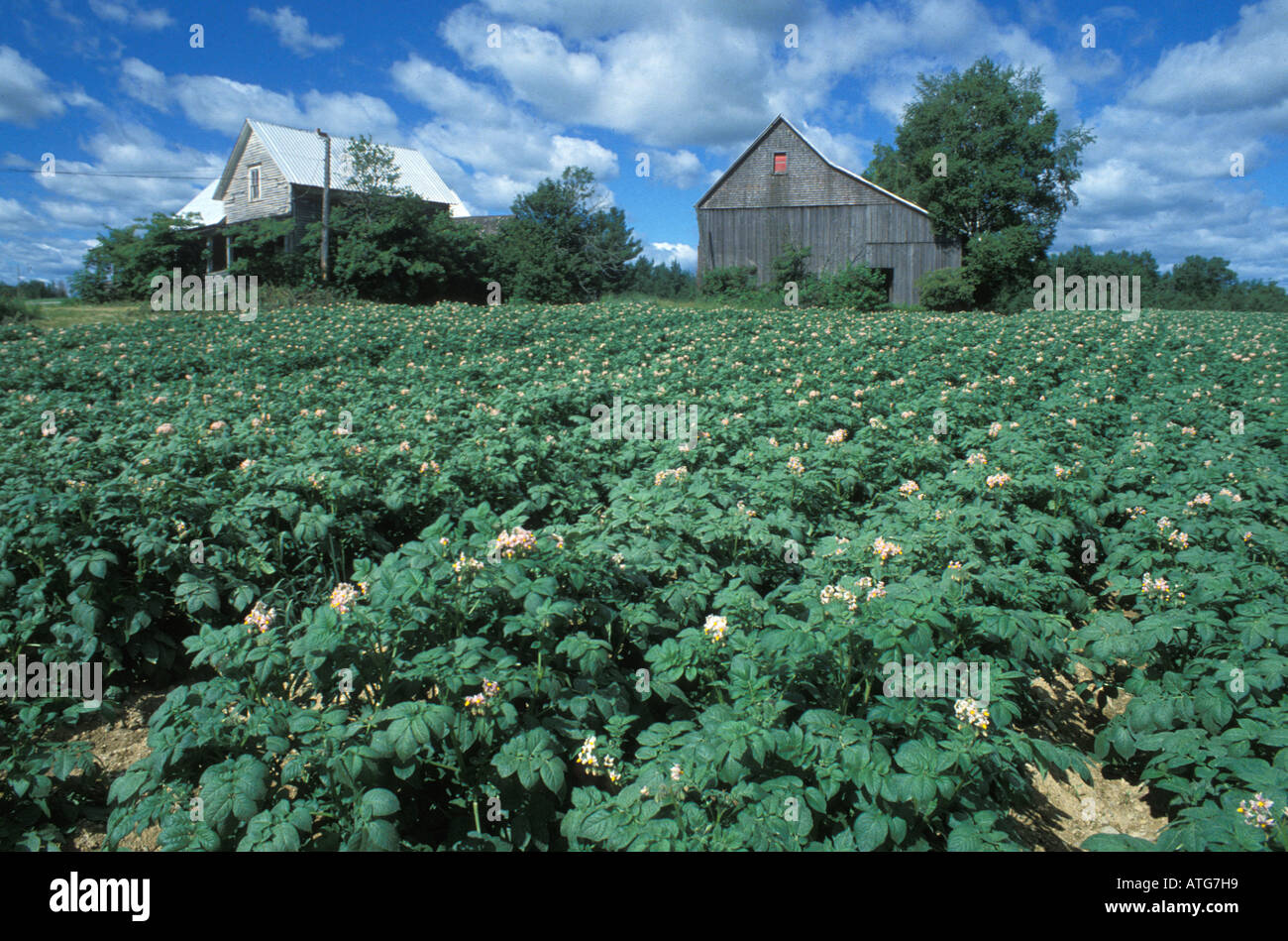 New Brunswick Potato Field High Resolution Stock Photography and Images ...