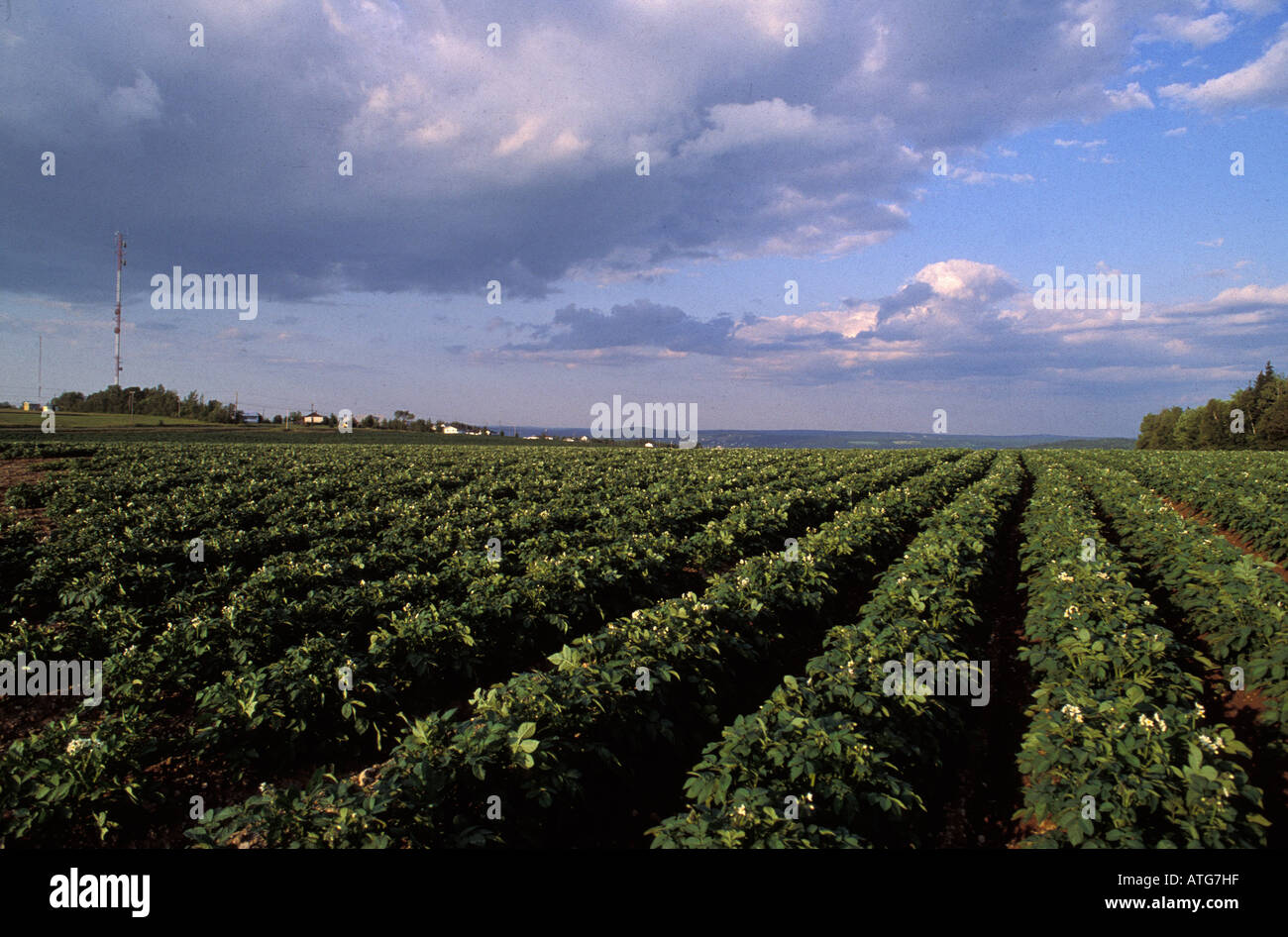 Stock image of potato field in New Brunswick Canada in full blossom ...