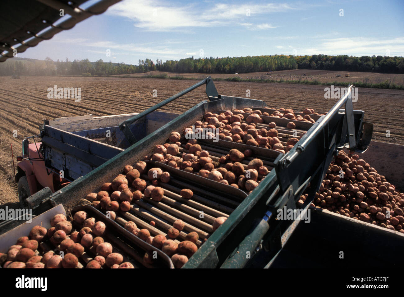 Stock image of potatoes flowing off a potato harvester into a waiting ...