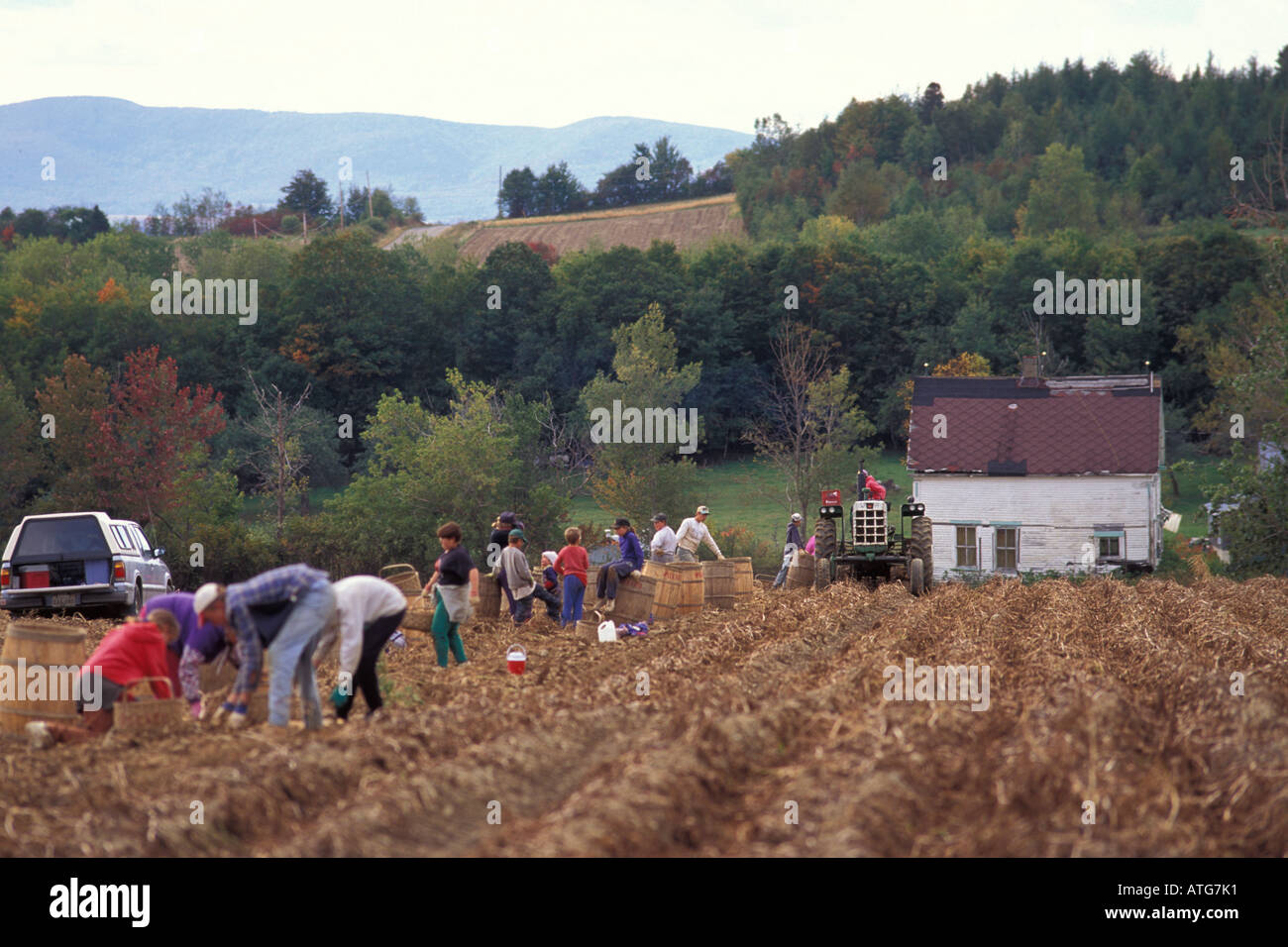 Stock image of students harvesting potatoes in New Brunswick Canada ...