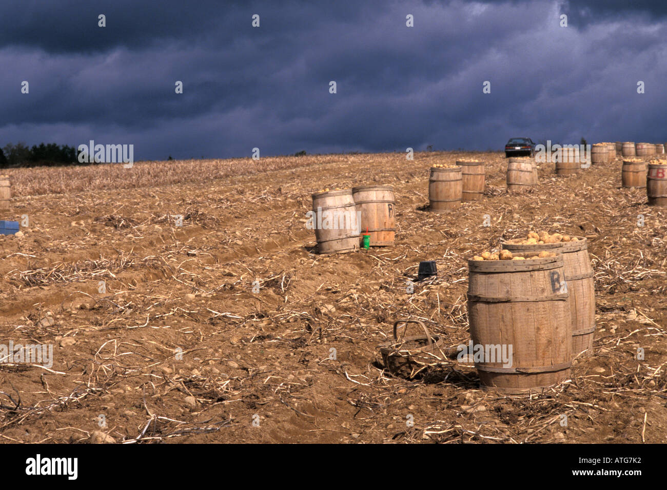 Stock image of full potato barrels in the field with storm clouds ...