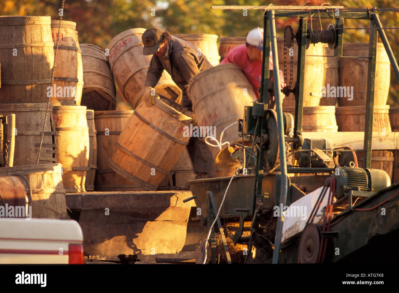 Stock image of farm workers stacking potato barrels in New Brunswick ...