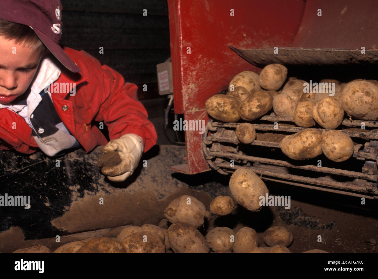 Young boy sorting potatoes hi-res stock photography and images - Alamy