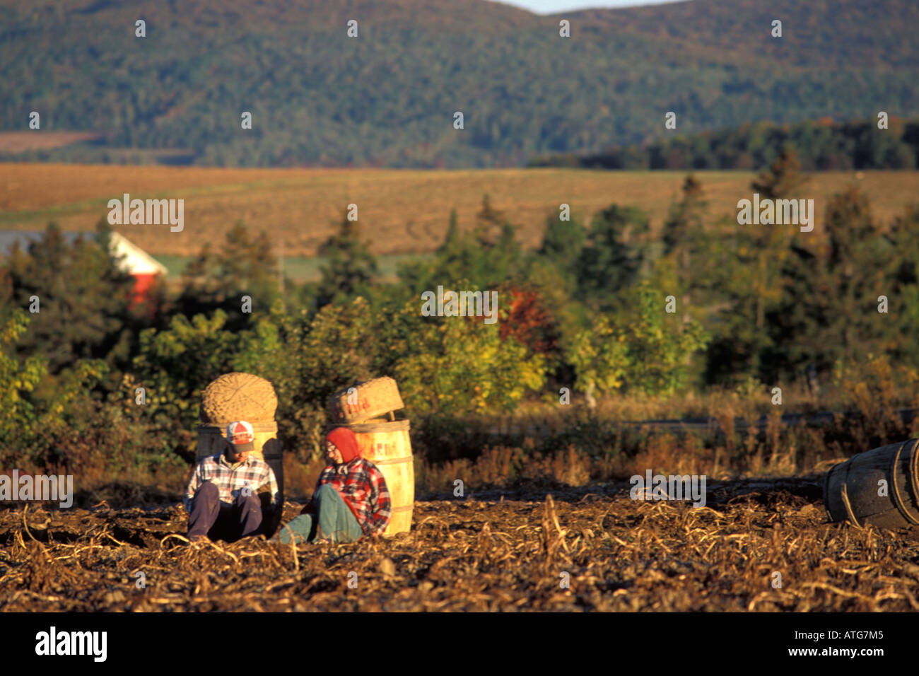 Stock image of two boys resting beside a potato barrel during the ...