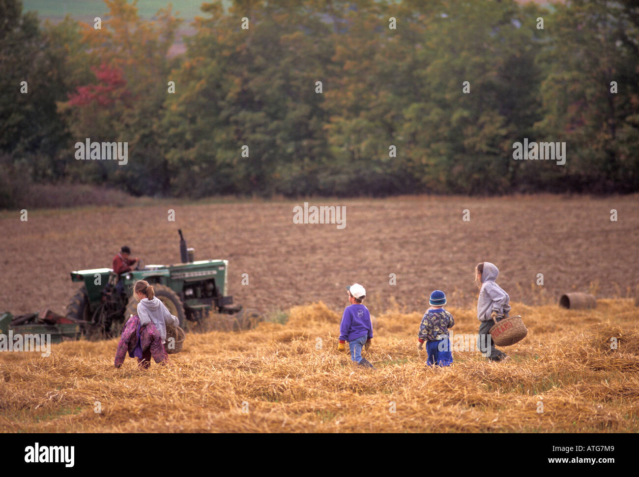 Stock image of students helping out with the annual potato break in ...