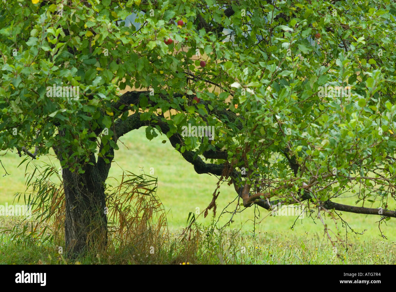 Stock image of an old apple tree with a field of grain behind it on a ...