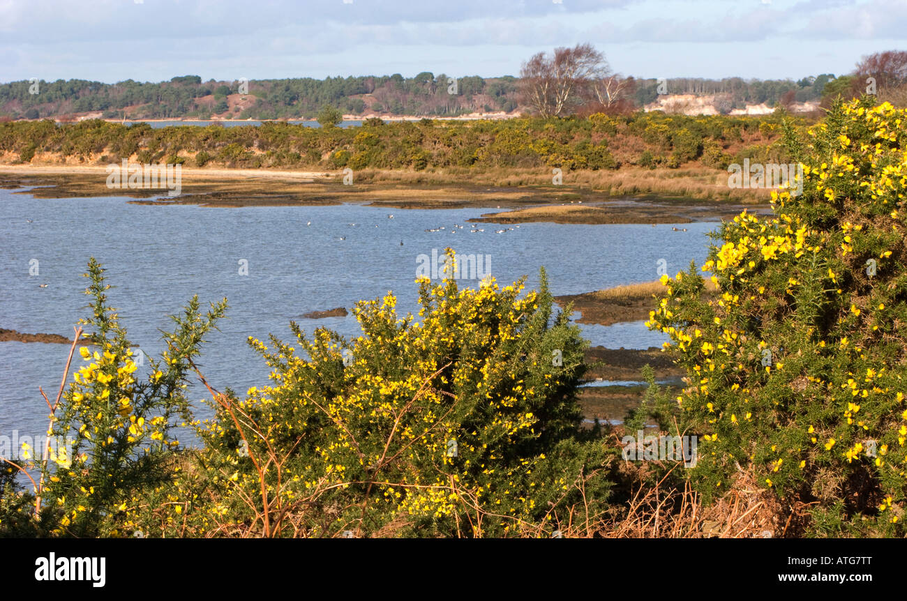 Brands Bay, Poole Harbour, Dorset, UK Stock Photo - Alamy