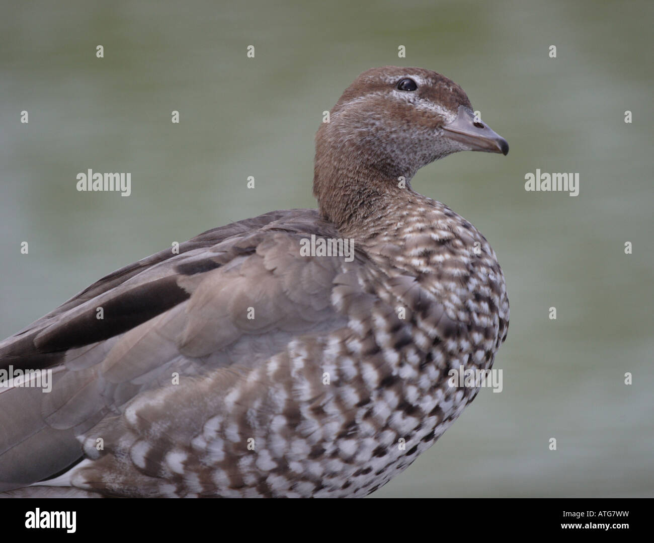 Australian Wood Duck Stock Photo - Alamy