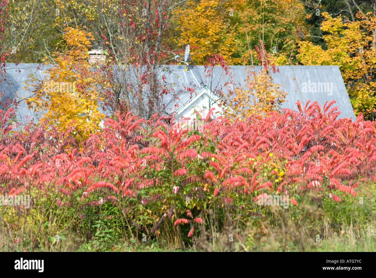 Stock image of mountain sumac and maple trees in full fall foliage ...