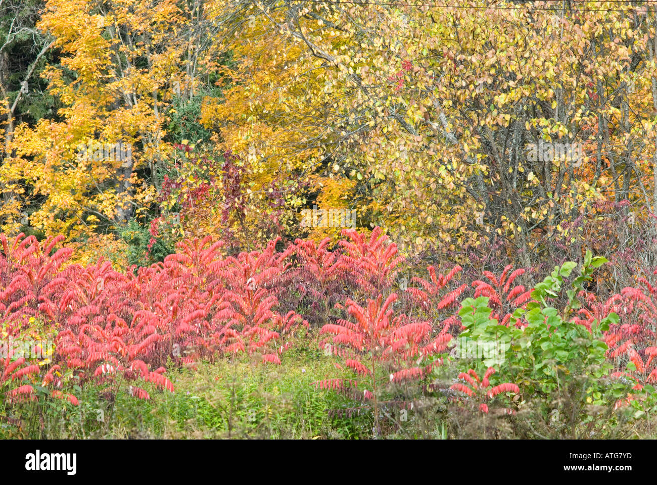 Stock image of mountain sumac and maple trees in full fall foliage ...