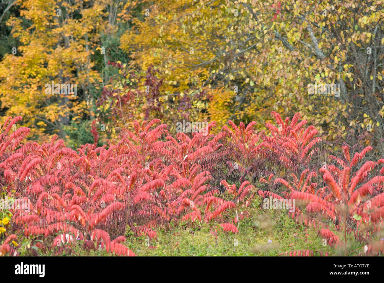 Stock image of mountain sumac and maple trees in full fall foliage ...