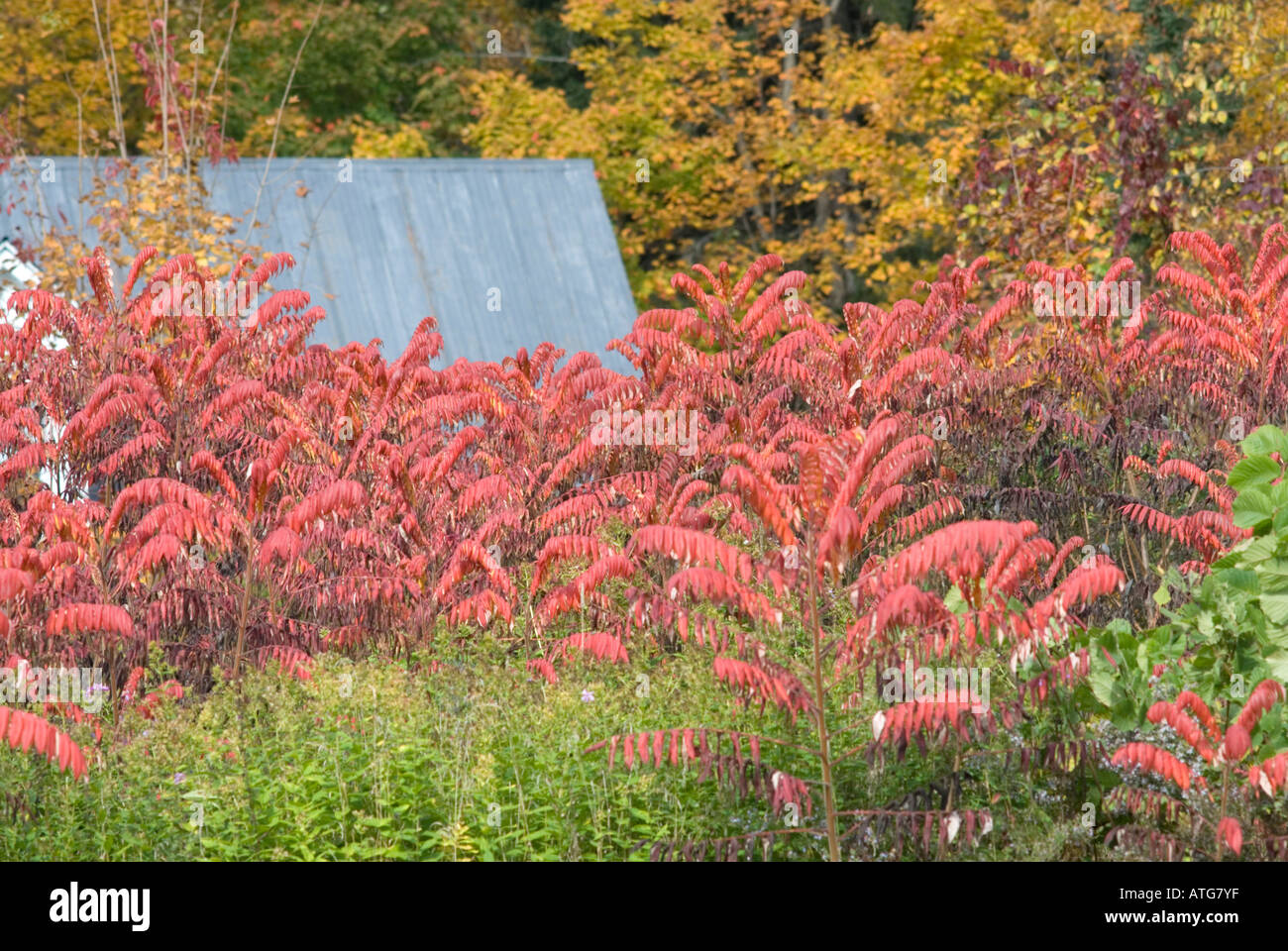 Stock image of mountain sumac and maple trees in full fall foliage ...
