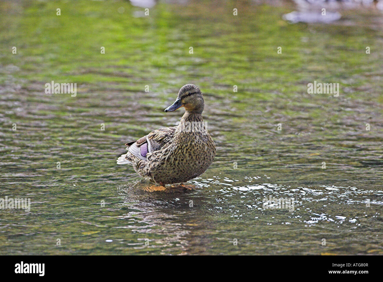 Mallard Anas platyrhynchos female preening Peak District National Park ...