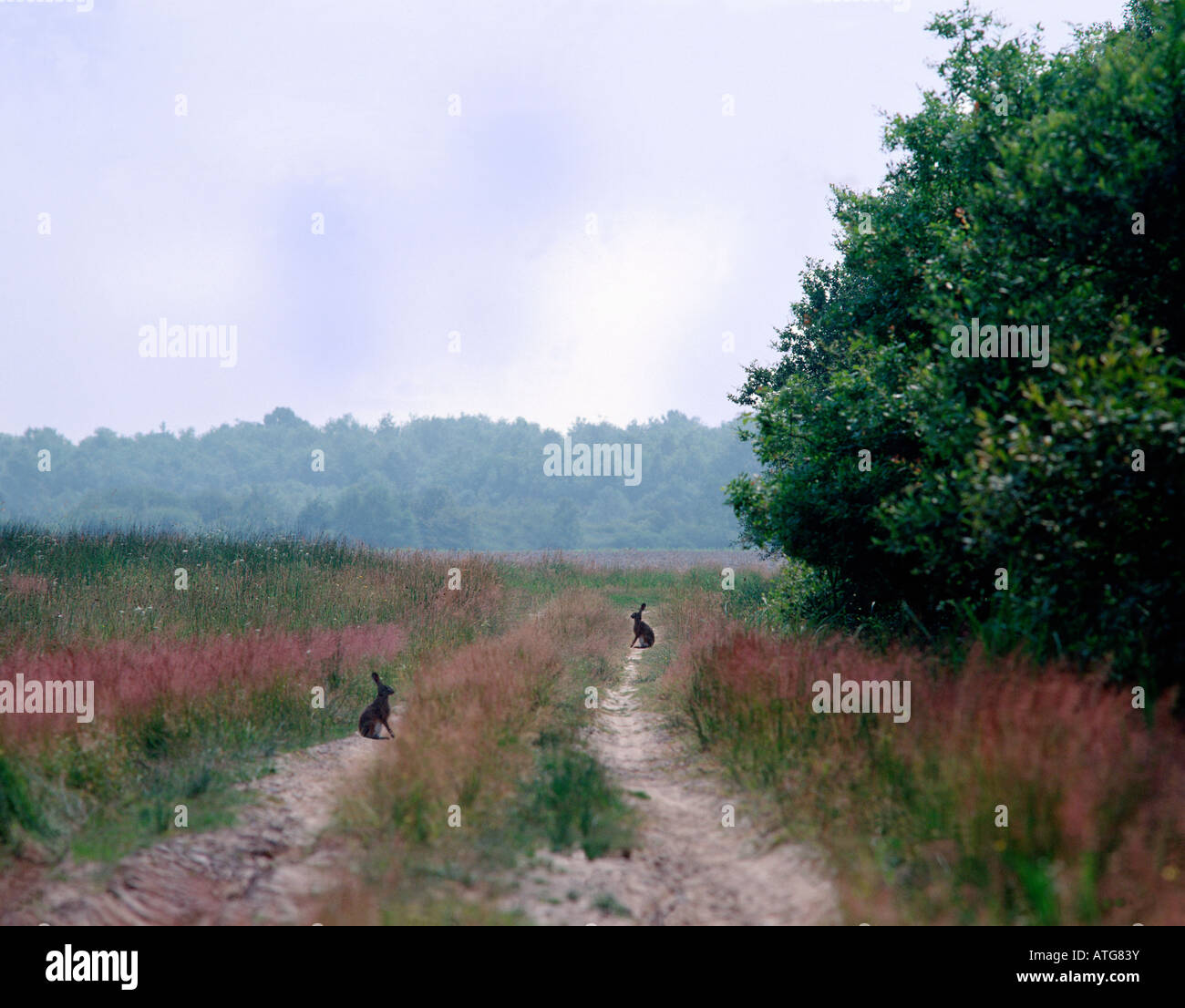 lievre Feldhasen European Hare Lepus europaeus Lepus capensis in front ...