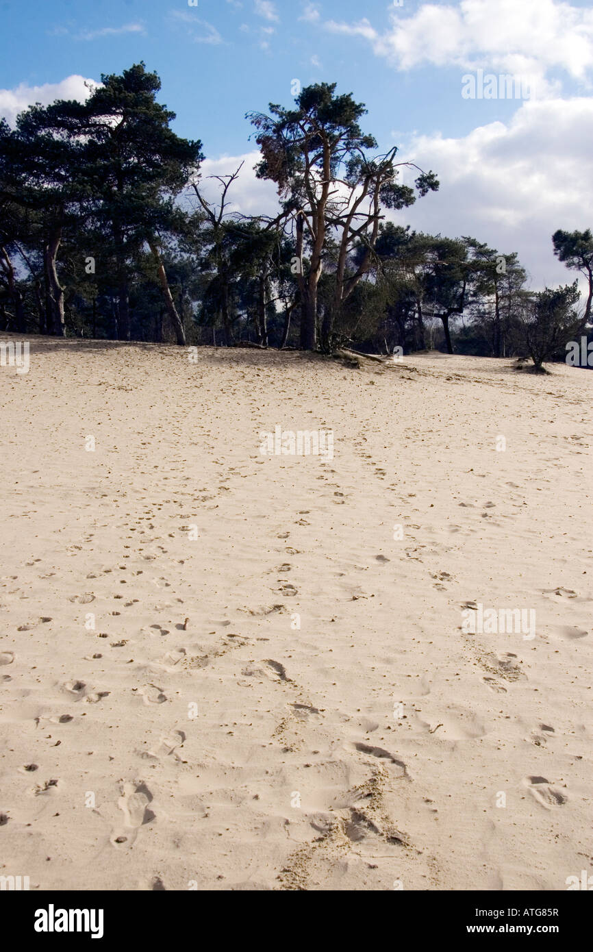 Drunen dunes hi-res stock photography and images - Alamy