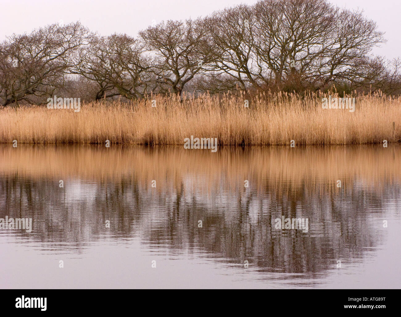 Hampshire and isle of wight wildlife trust reserve hi-res stock ...