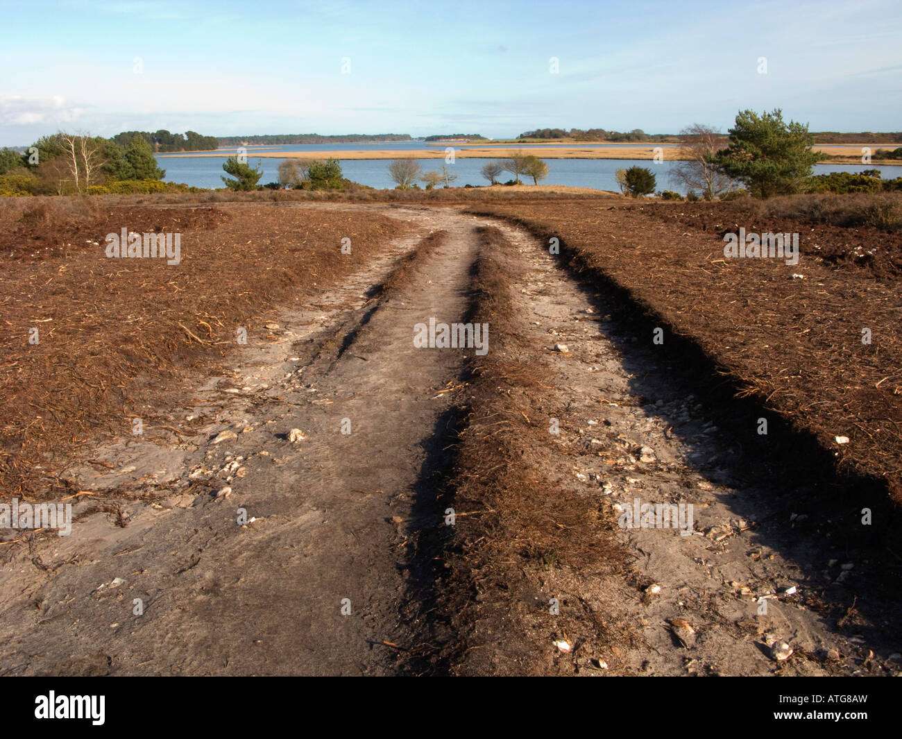 Track at RSPB Arne Nature Reserve, Dorset, UK Stock Photo - Alamy