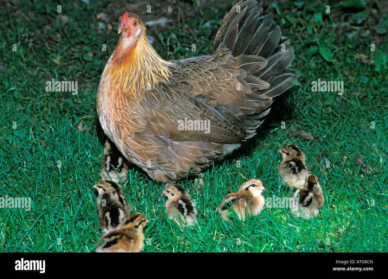 Poule et poussins High Resolution Stock Photography and Images - Alamy