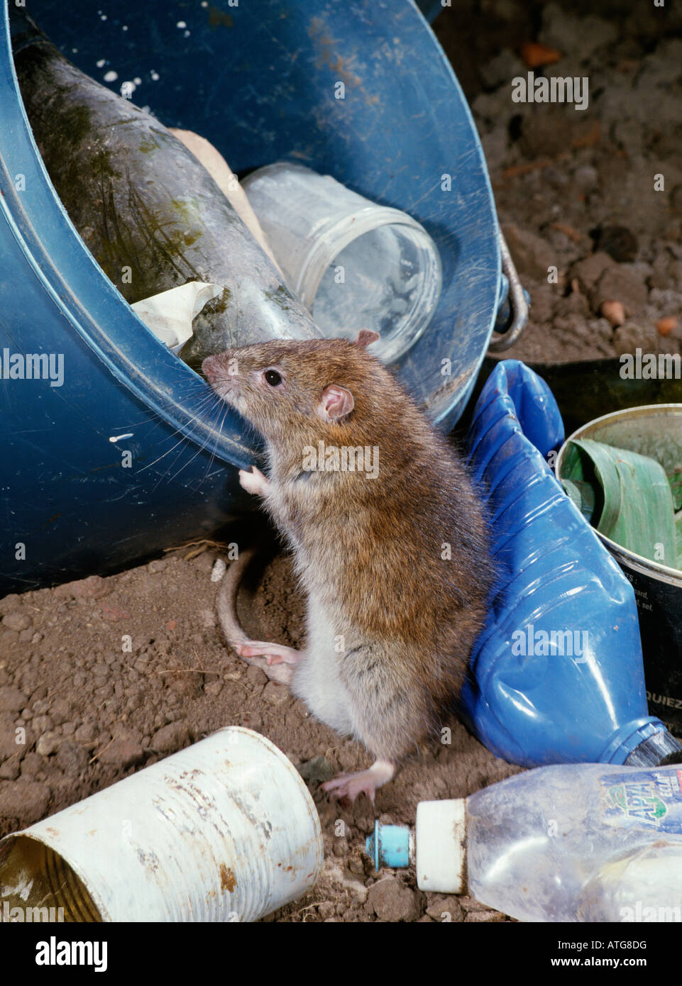 rat surmulot d egout Wanderratte Common Brown Rat Norway Rat Common Rat ...