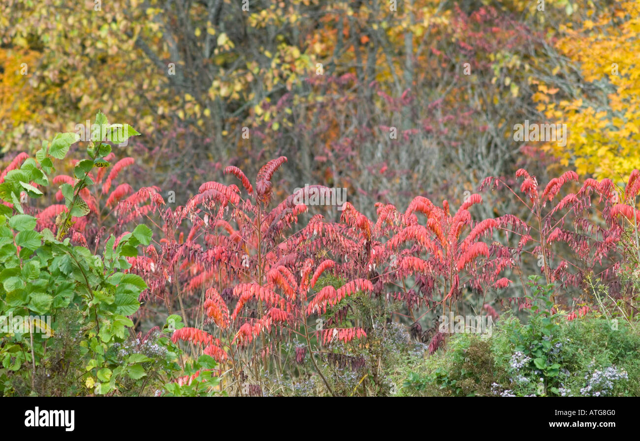 Stock image of mountain sumac and maple trees in full fall foliage ...