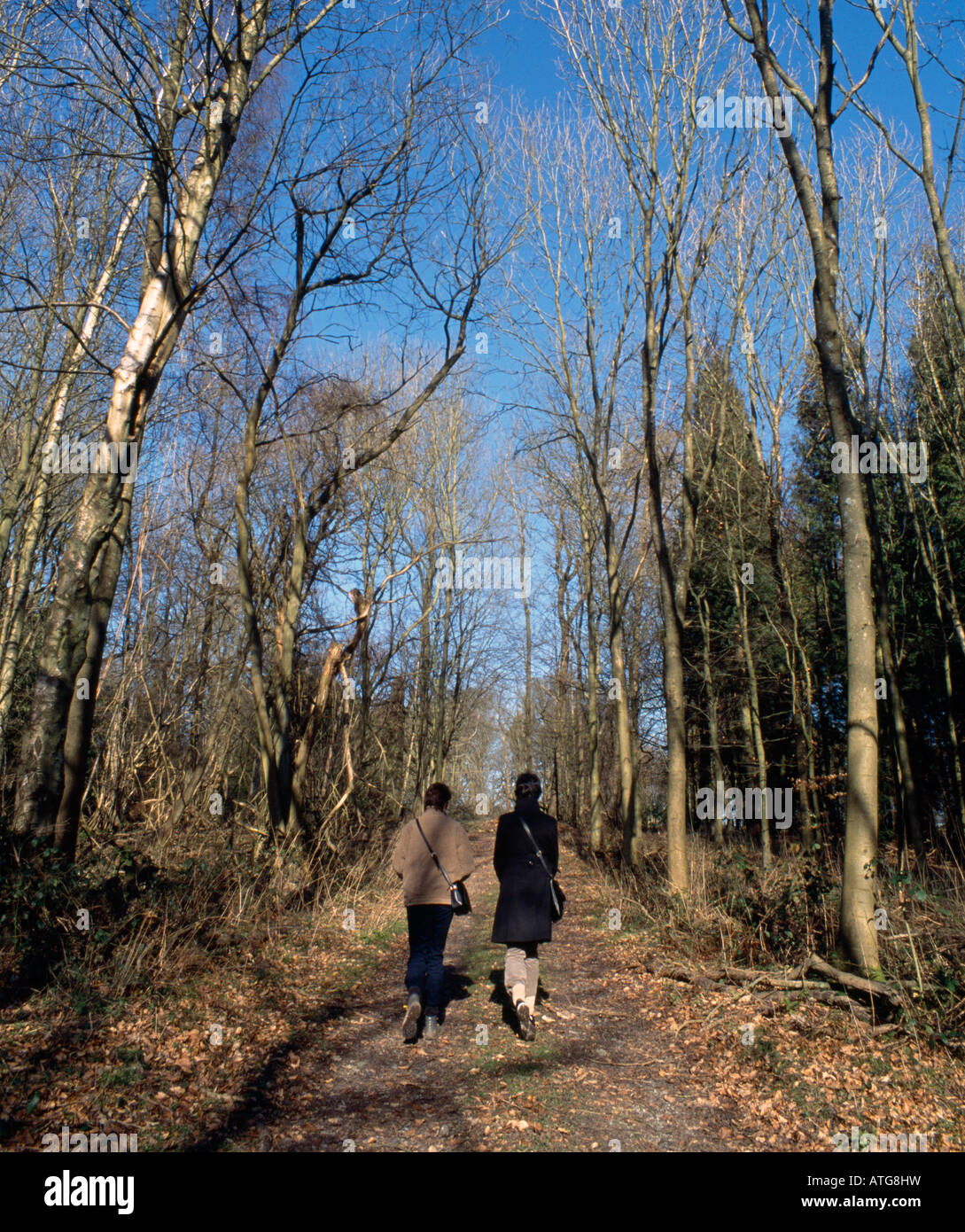 Two women walking in woodland Kent England UK Stock Photo - Alamy