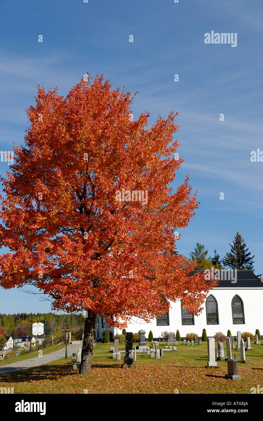 Stock image of a white wooden church with flaming red maple tree in ...