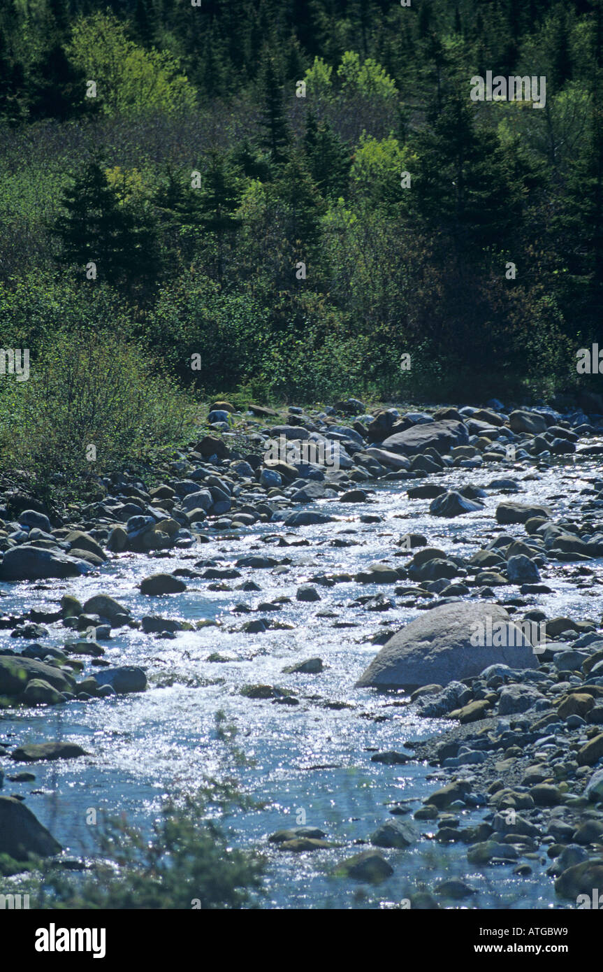 Detail of rocky path along Tableland Walk on Gros Morne Mountain in ...