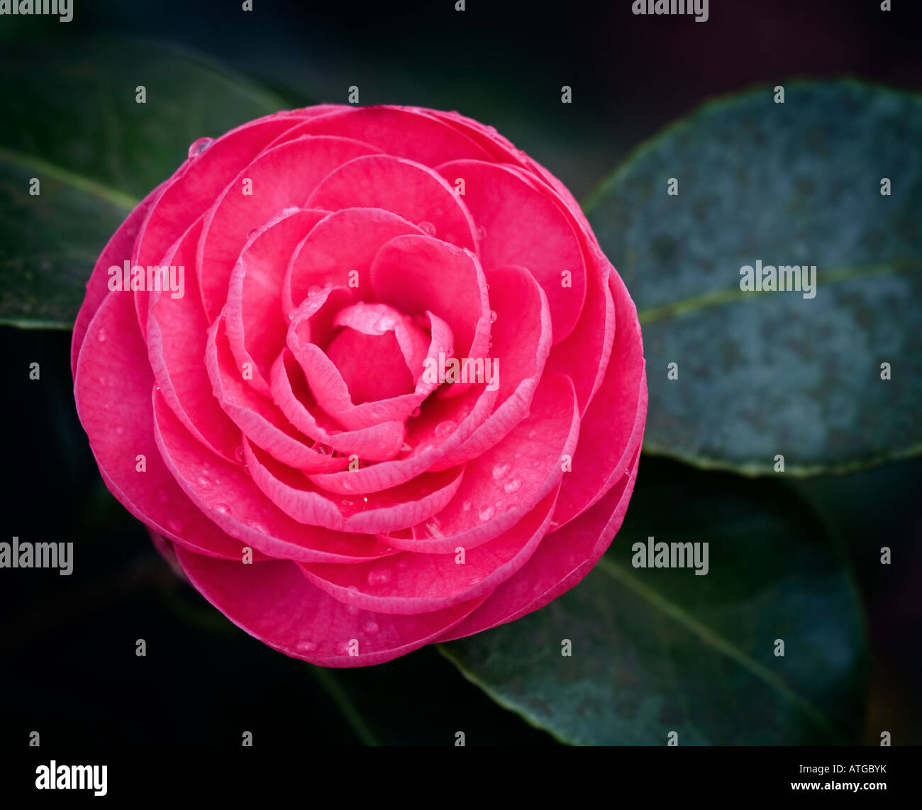 Pink Camellia High Resolution Stock Photography and Images - Alamy