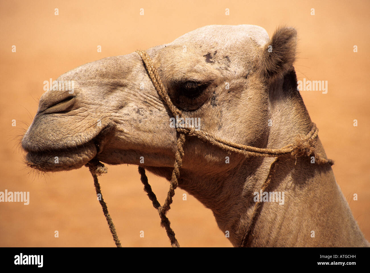 In-Gall, near Agadez, Niger Camel with Rope Bridle at Annual Tuareg ...