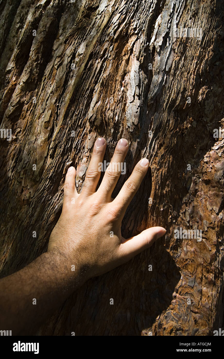 Man touching tree bark Stock Photo - Alamy