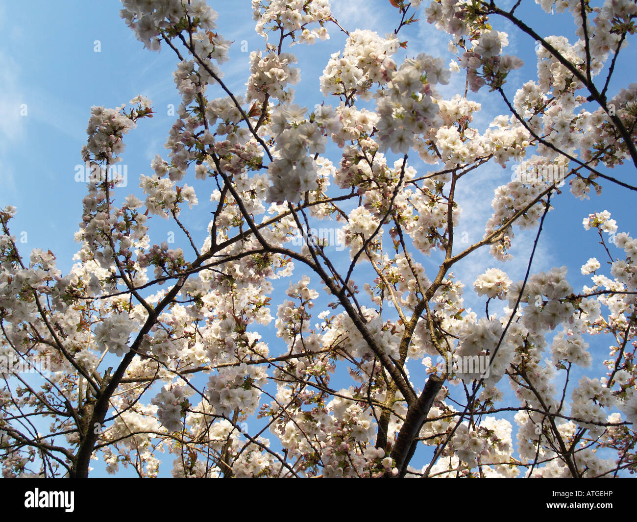 Cherry bossom tree hi-res stock photography and images - Alamy