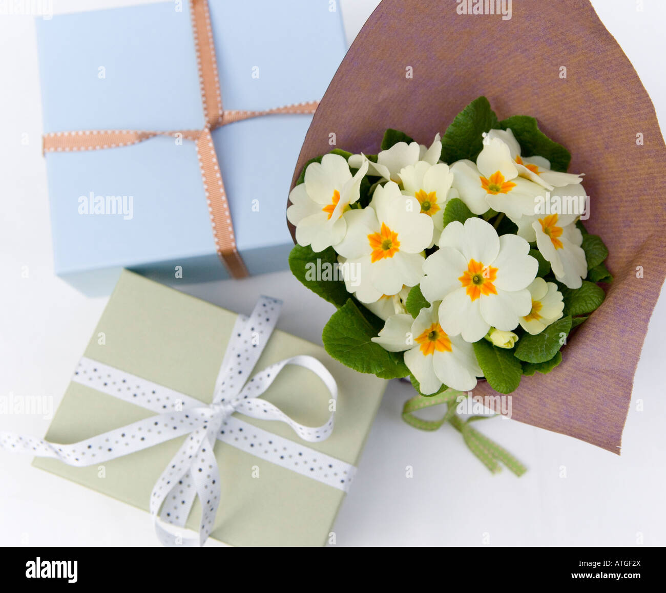 Gift wrapped Primroses and gift boxes tied with ribbon Stock Photo - Alamy
