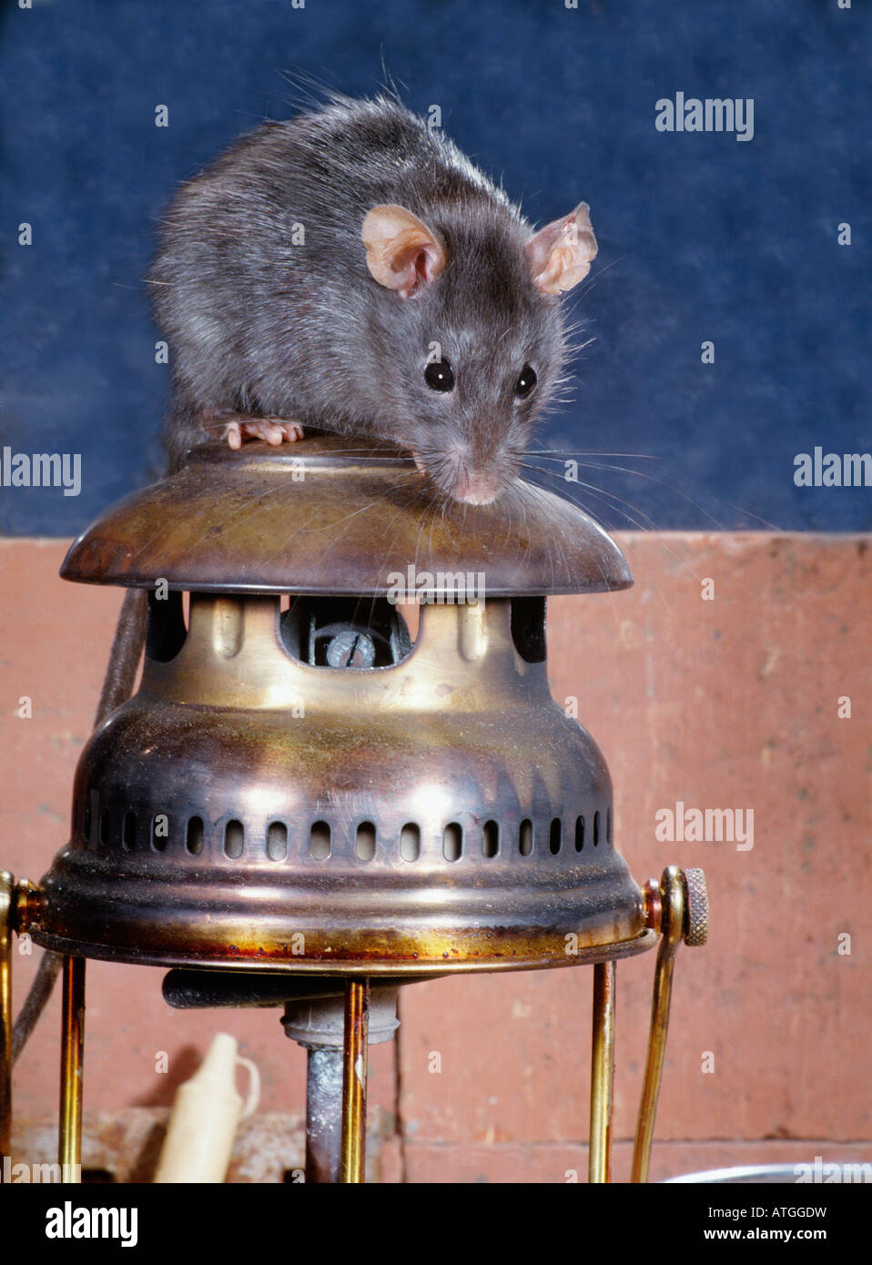 Black rat Rattus rattus in an attic Rattus Domestic Indoor Indoors ...