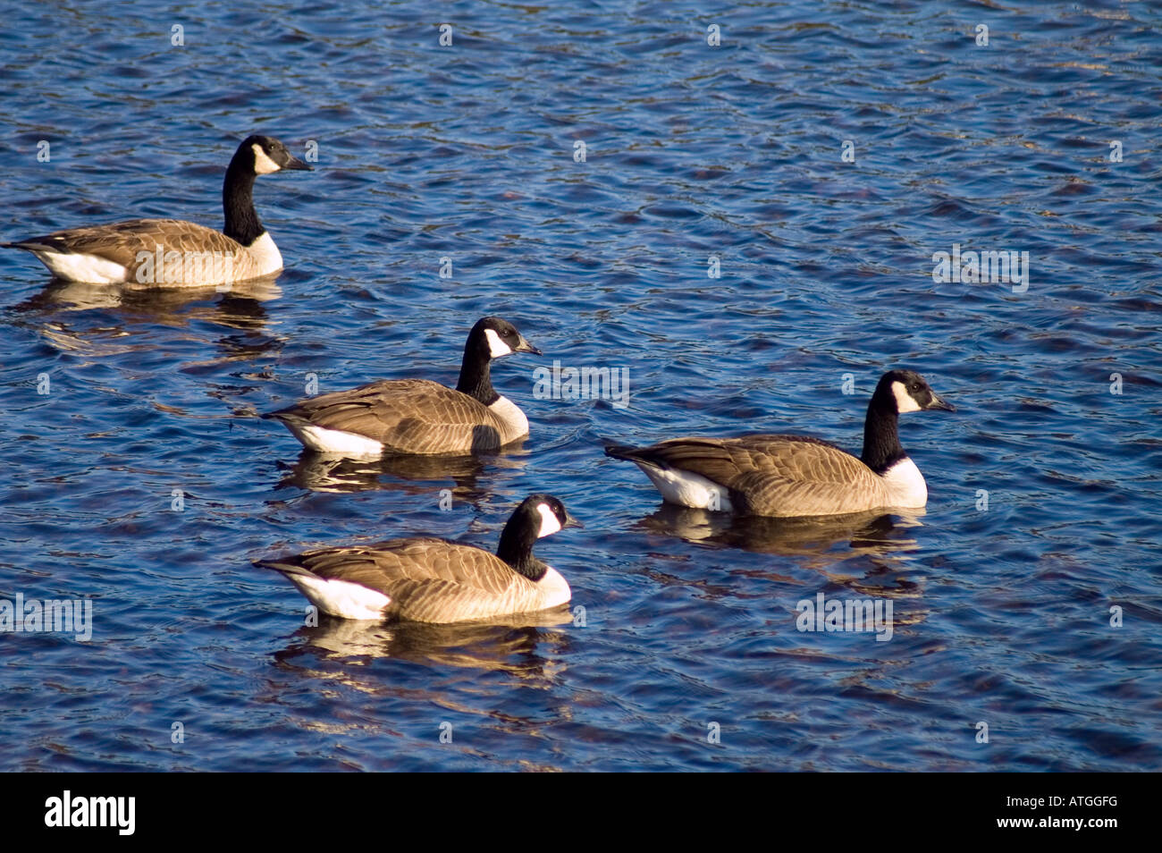 Four canadian geese hi-res stock photography and images - Alamy