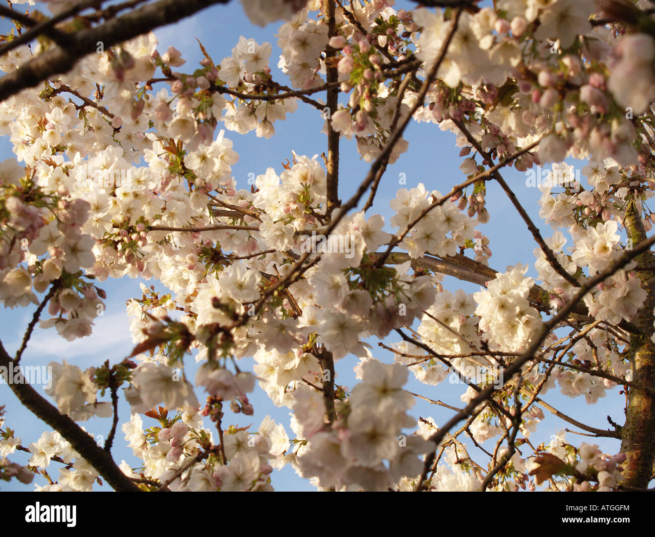 white spring cherry bossom blooms tree flowers Stock Photo - Alamy
