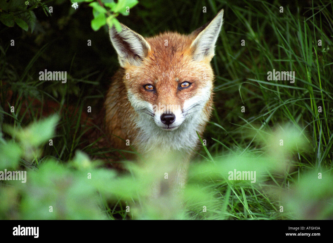 European Red Fox in woodland Stock Photo - Alamy