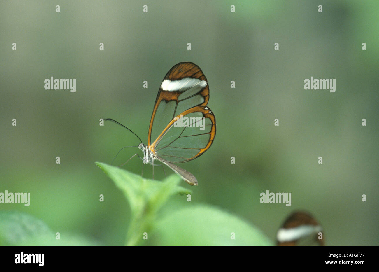 Glass Wing butterflies on leaf Stock Photo - Alamy