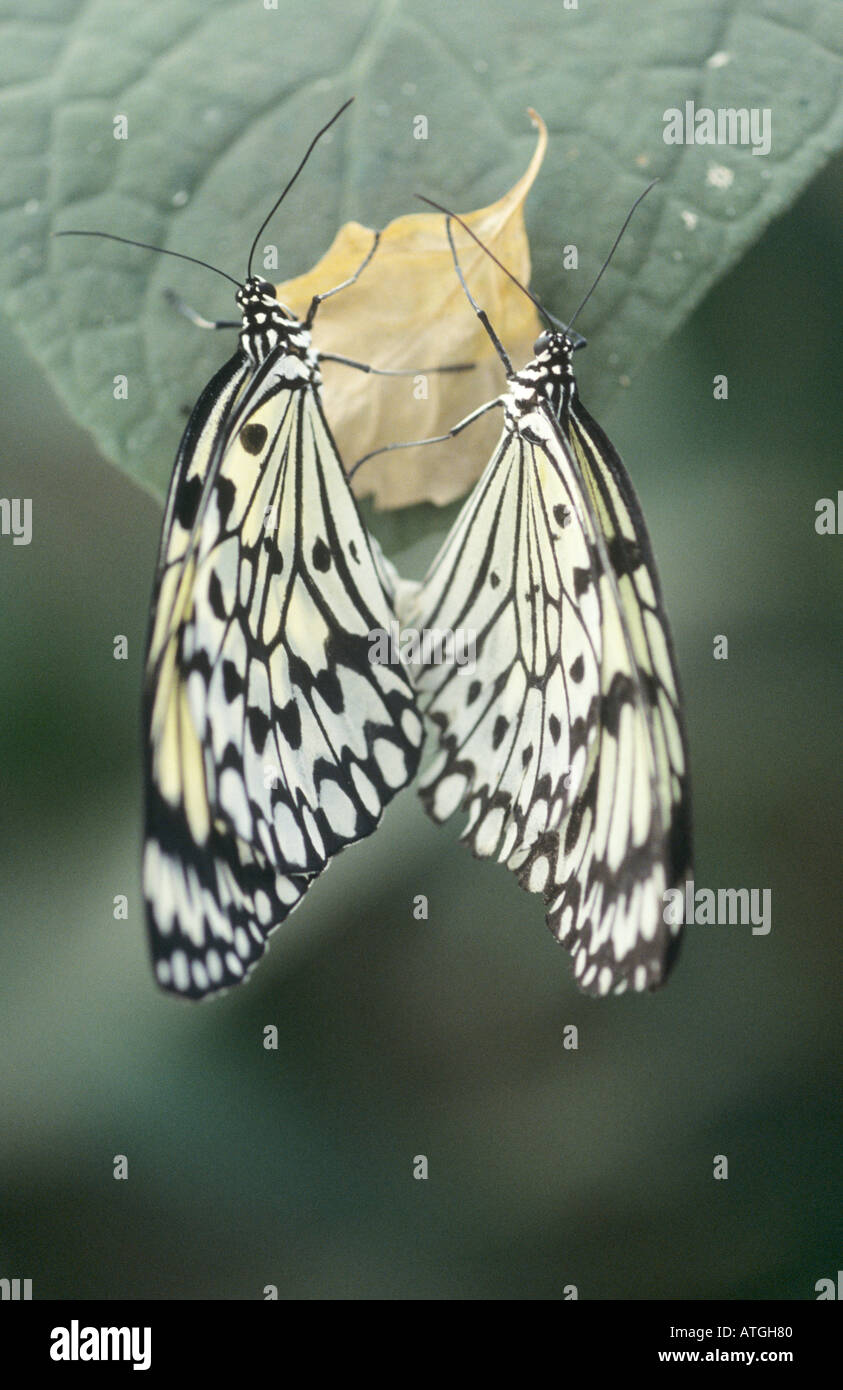 White Tree Nymph butterflies mating Stock Photo - Alamy