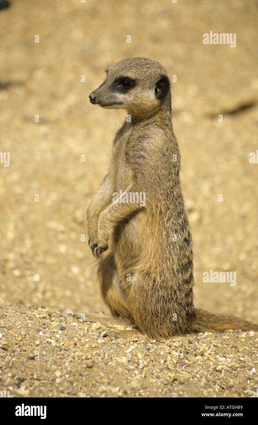 Meerkat on lookout Stock Photo - Alamy