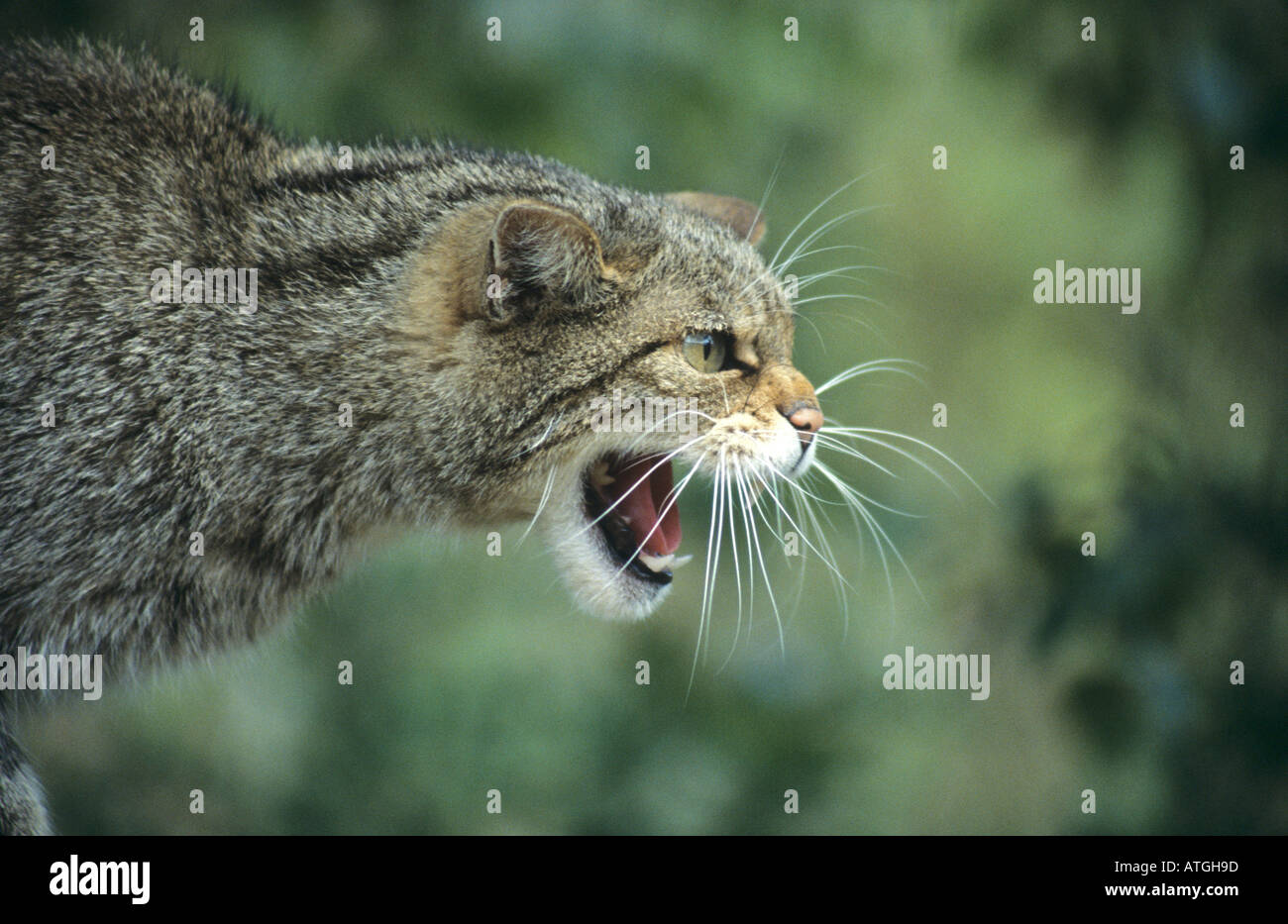 Scottish Wild Cat Stock Photo - Alamy