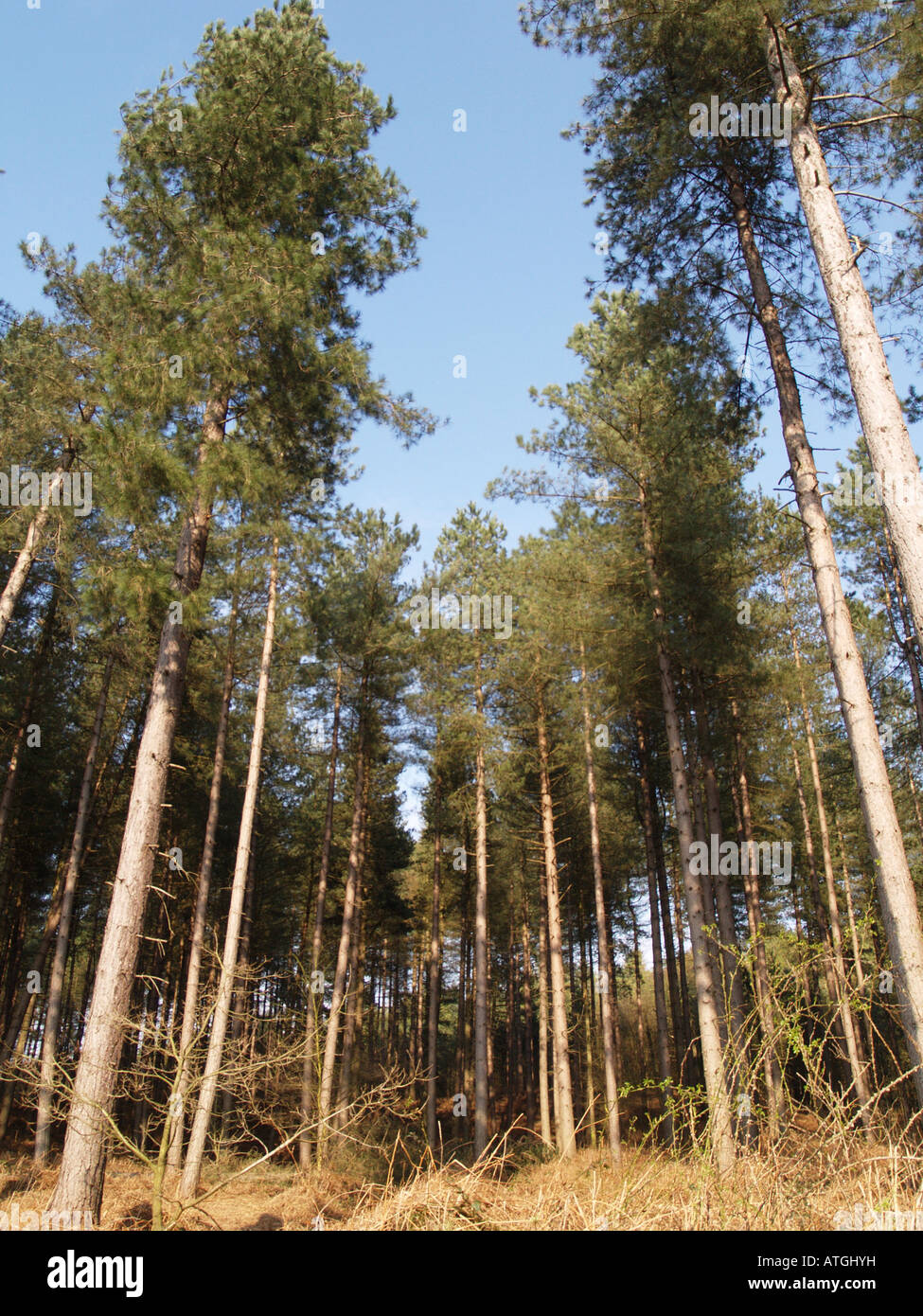 tall high tree sloping path track woods trunks Stock Photo - Alamy