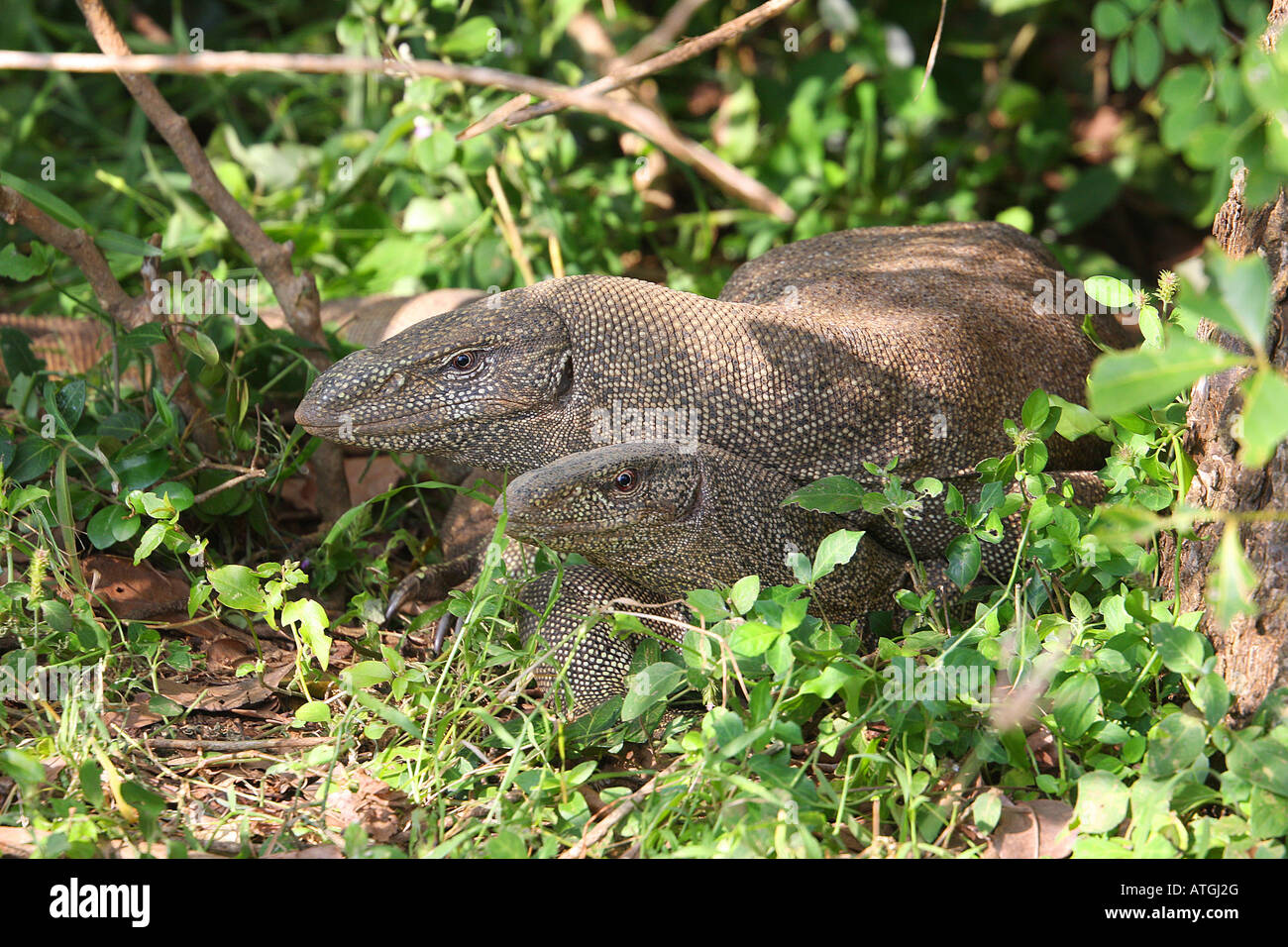 Male female Land Monitor Yala National Park Sri Lanka Stock Photo - Alamy